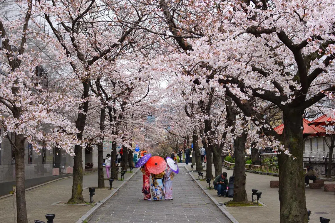 Sakura forecast: Here’s where and when to see the cherry blossoms in ...