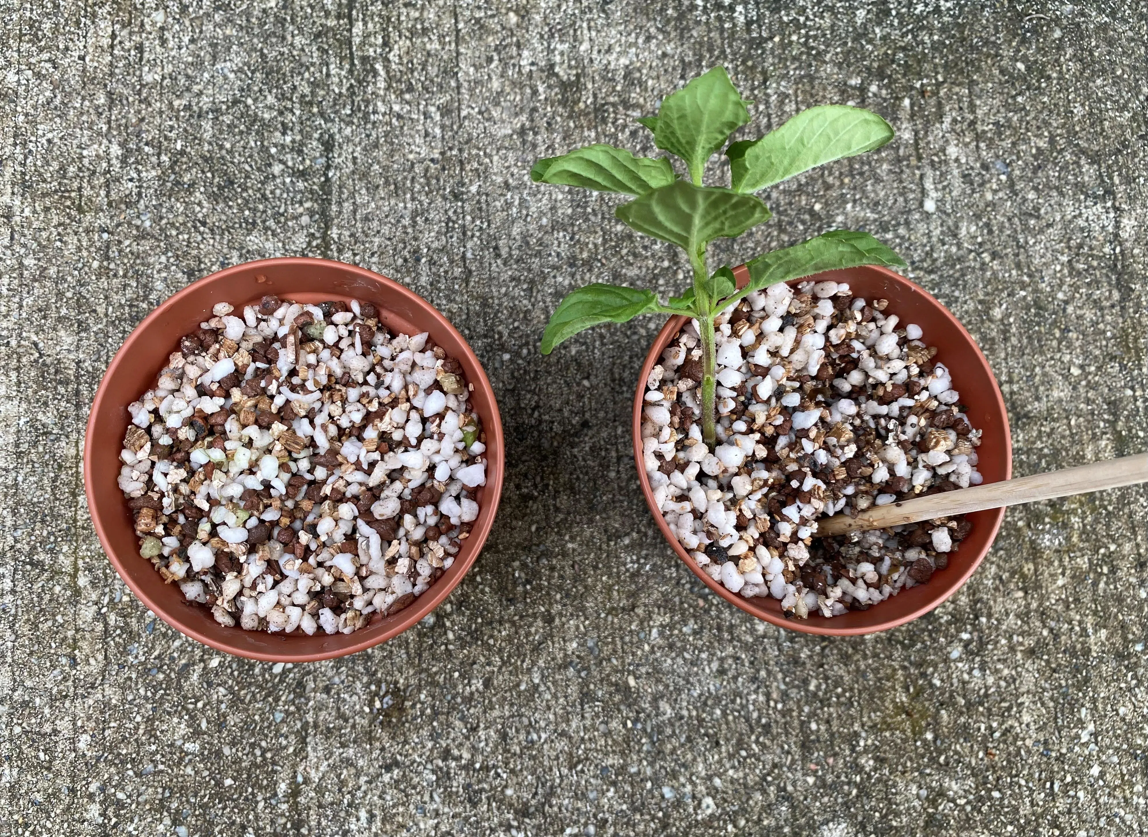 Start your stem-cuttings strong for the new year | The Straits Times