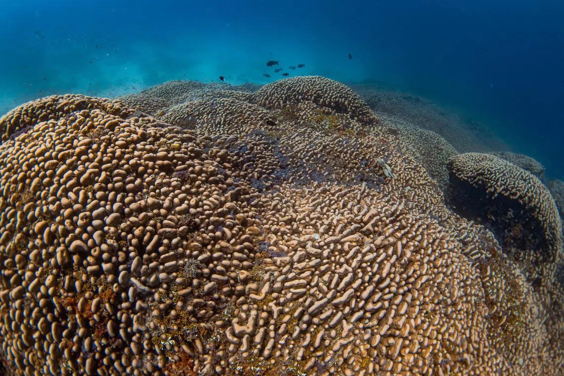 ‘It is extraordinary’: Scientists find world’s largest coral grown over ...