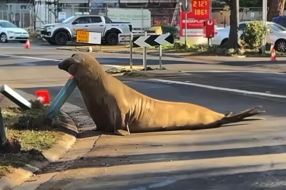 Neil the Seal is back, sows mayhem in Tasmania | The Straits Times
