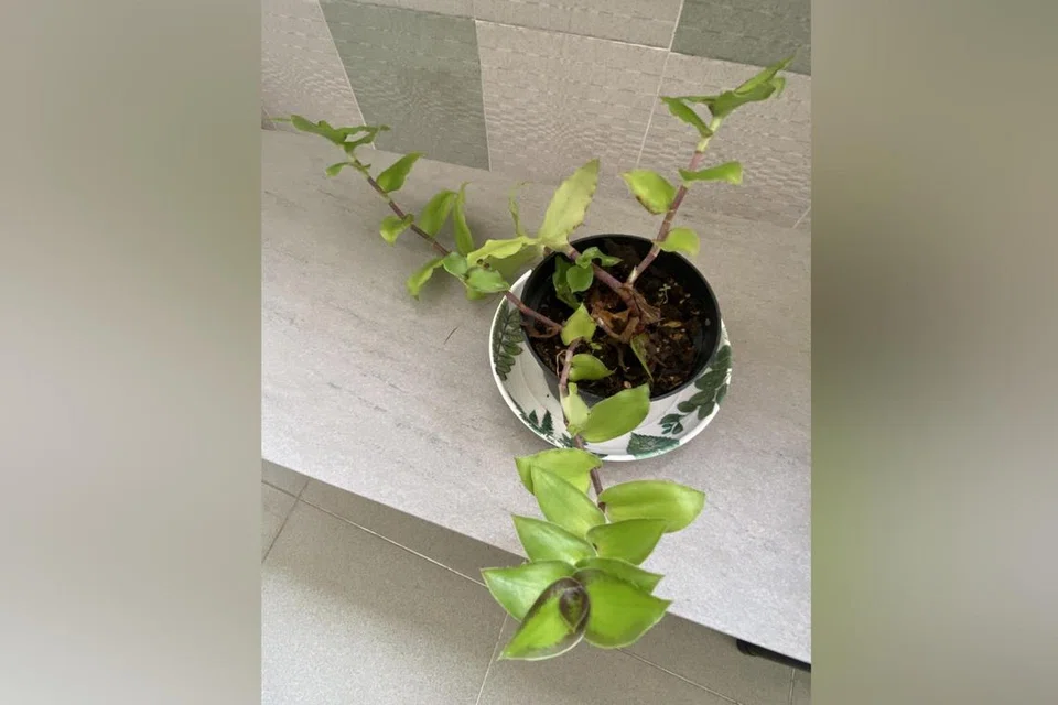 Root Awakening: Propagate Dragon Tail via stem cuttings | The Straits Times