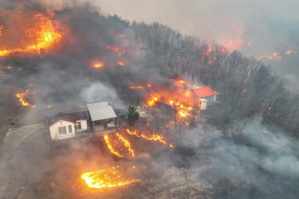 South Korea’s wildfire-devastated ecosystem may take a century to ...