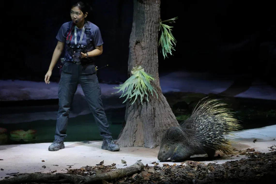 Night Safari’s animal show returns with new amphitheatre, revamped cast ...