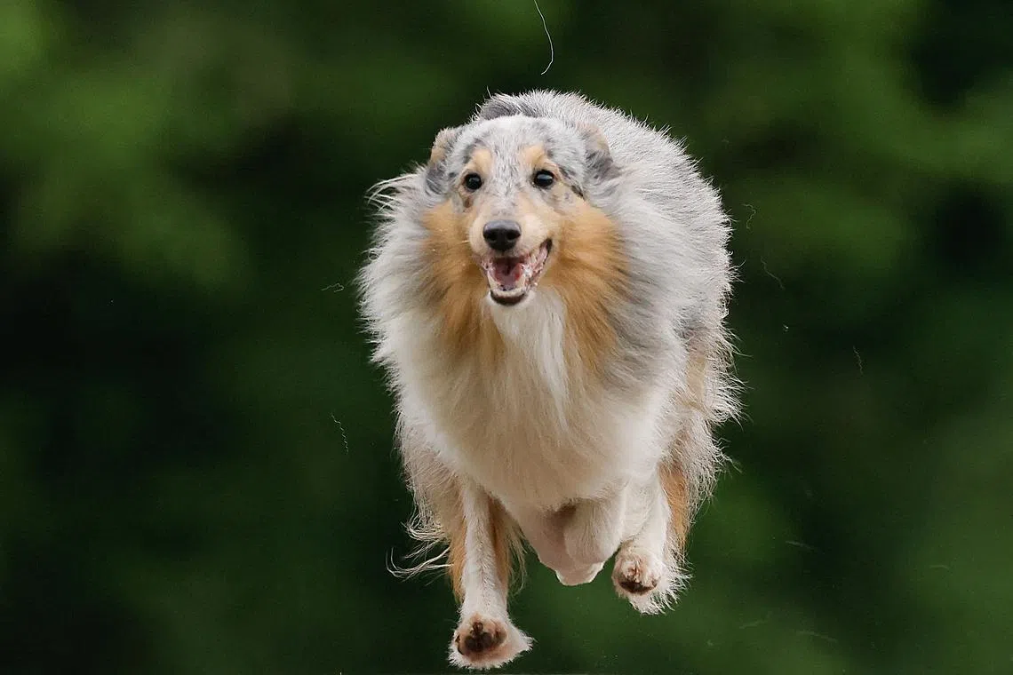 Today in Pictures, June 2, 2025 | The Straits Times