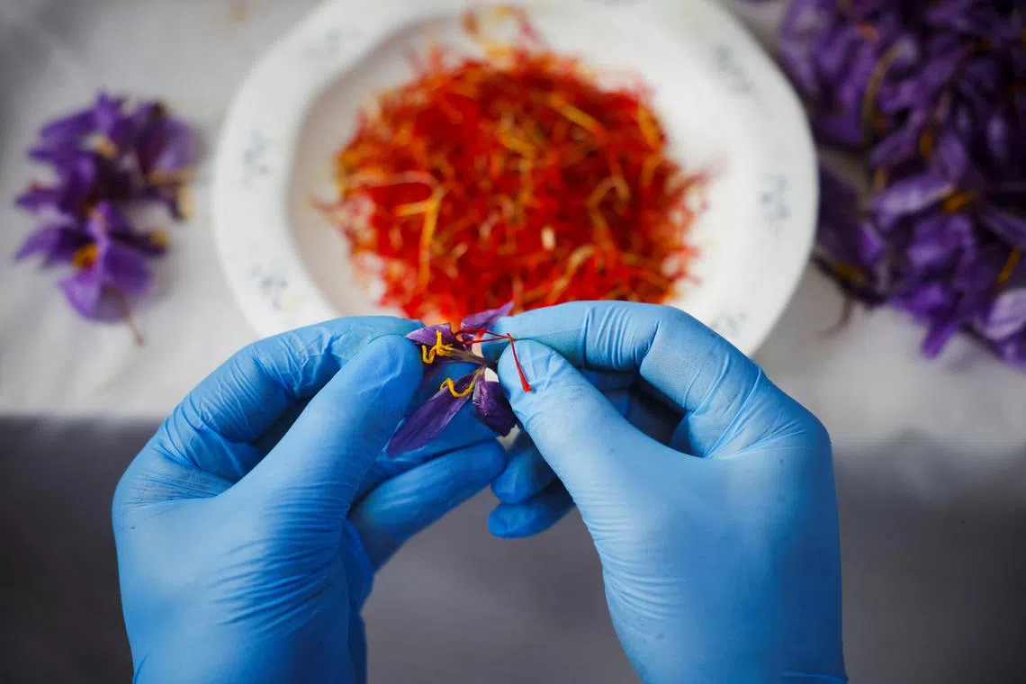 Kashmir's saffron growers experiment with indoor farming as climate ...