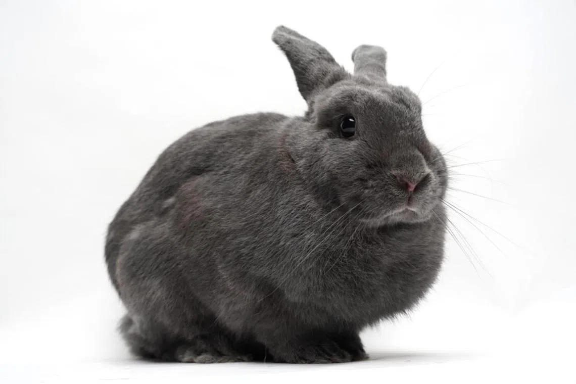 Shelter Star Of The Month: Bella the Singapore breed rabbit | The ...