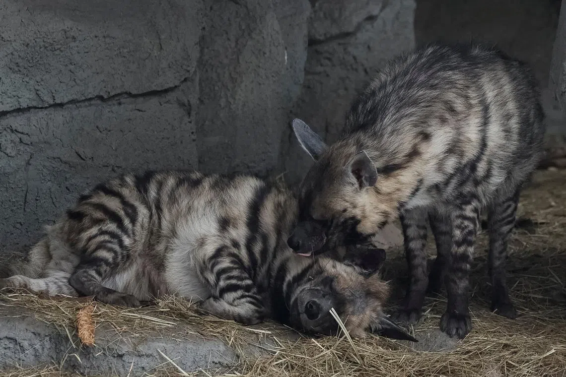 Kyiv zoo battles to keep animals warm as city shivers through power ...