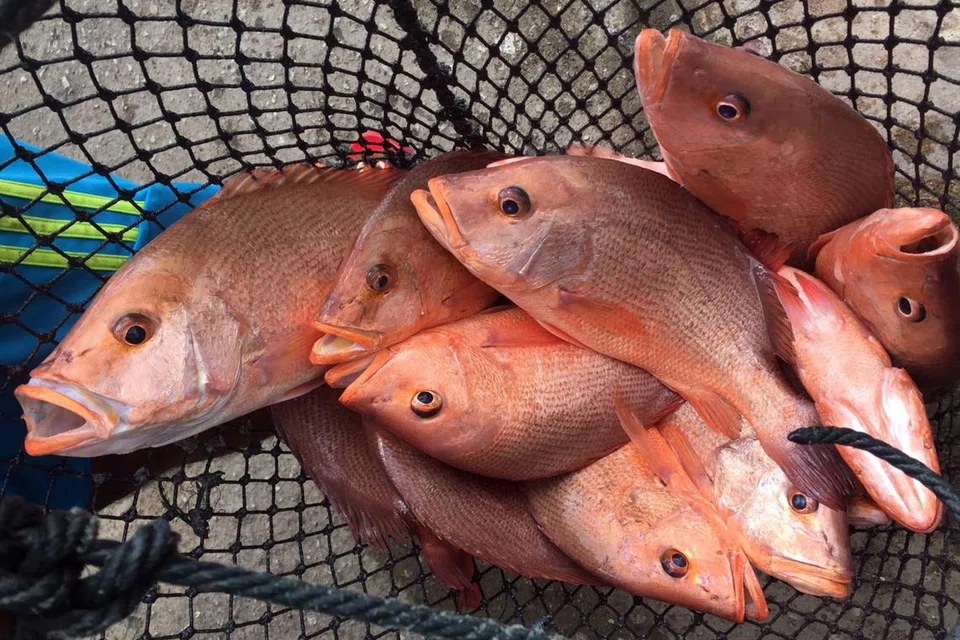 A love affair with seafood? Aquaculture industry needs to grow if that ...