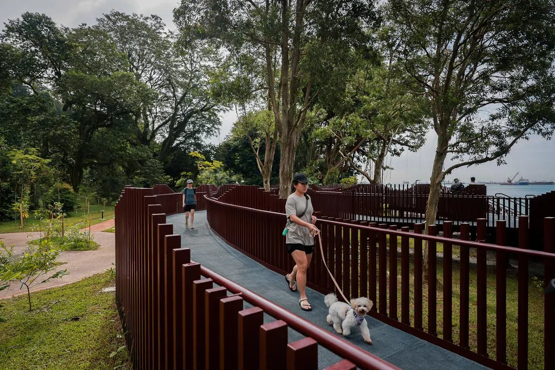 New trail passing through part of restored coastal forest opens in ...