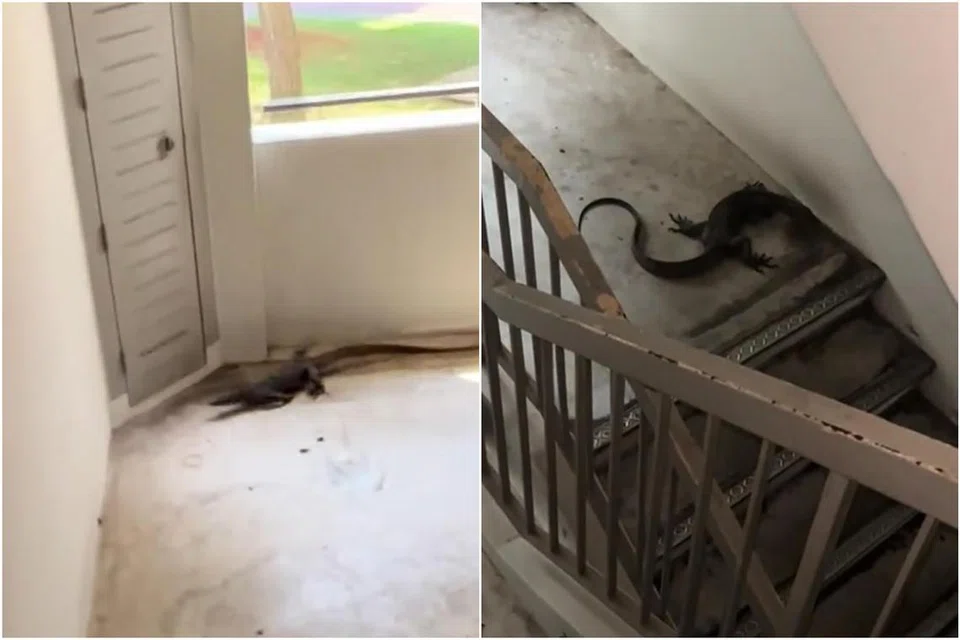 Monitor lizard leads NParks officers on wild chase around Taman Jurong ...