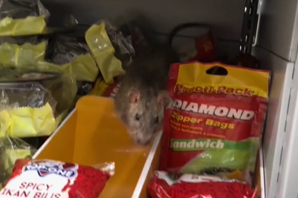 Rat caught on video jumping from FairPrice shelf in Pasir Ris | The ...
