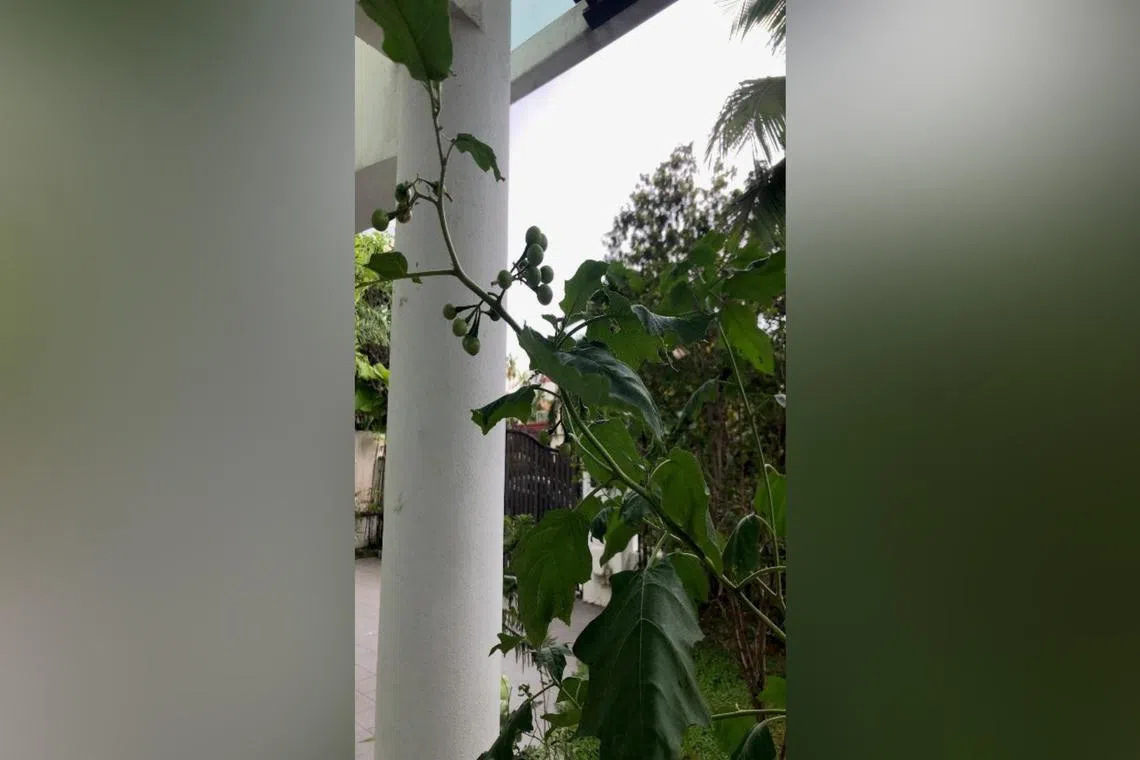 Root Awakening: Turkey berry bears edible fruit | The Straits Times