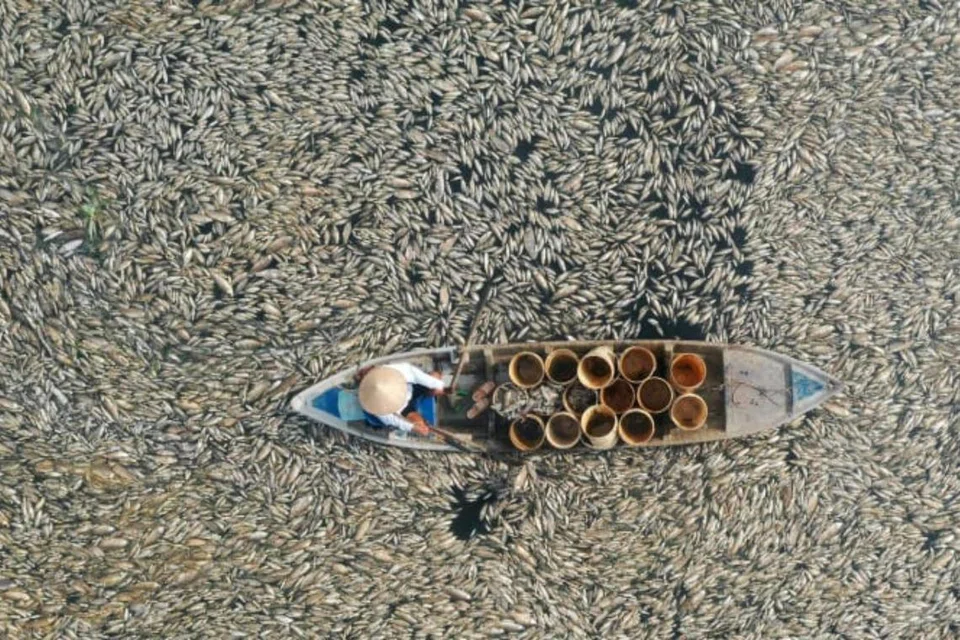 Mass fish die-off in Vietnam as heatwave roasts South-east Asia | The ...