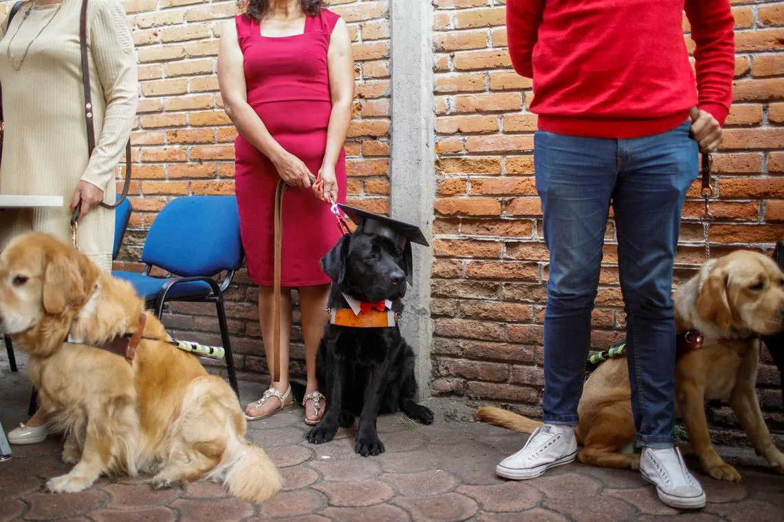 If humans disappeared, what would happen to our dogs? | The Straits Times
