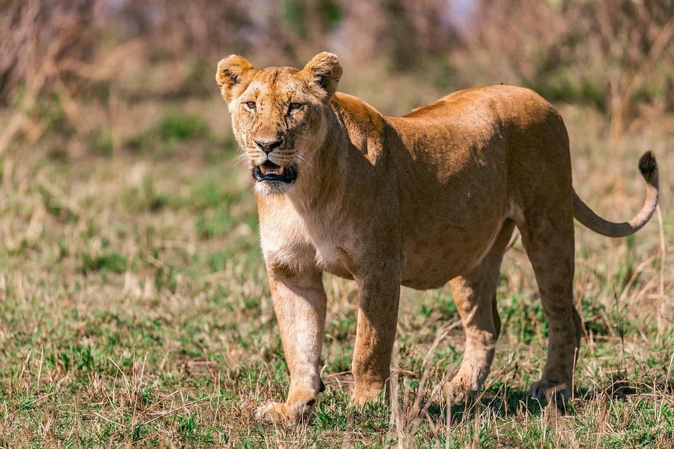 Lioness shot and killed in South Africa after escape | The Straits Times