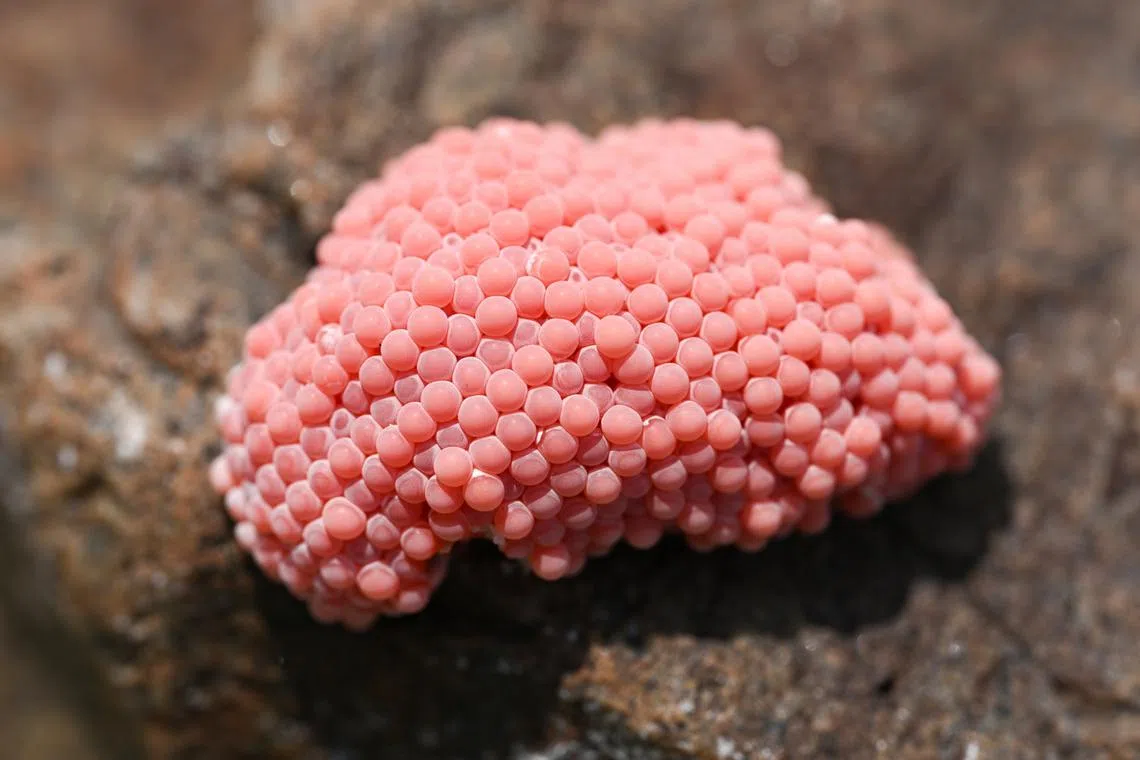 ‘Parasite mentaiko’: Large amounts of invasive snail eggs spotted in ...
