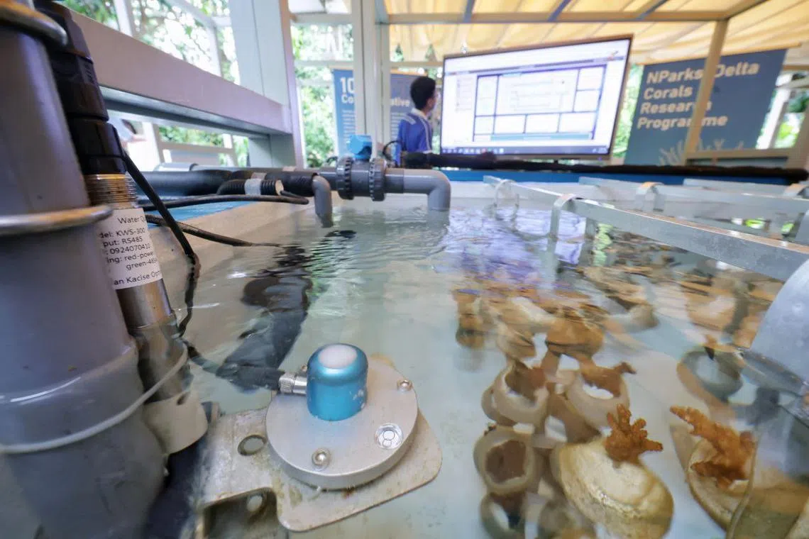 Singapore’s drive to restore 100,000 corals begins with growing coral ...