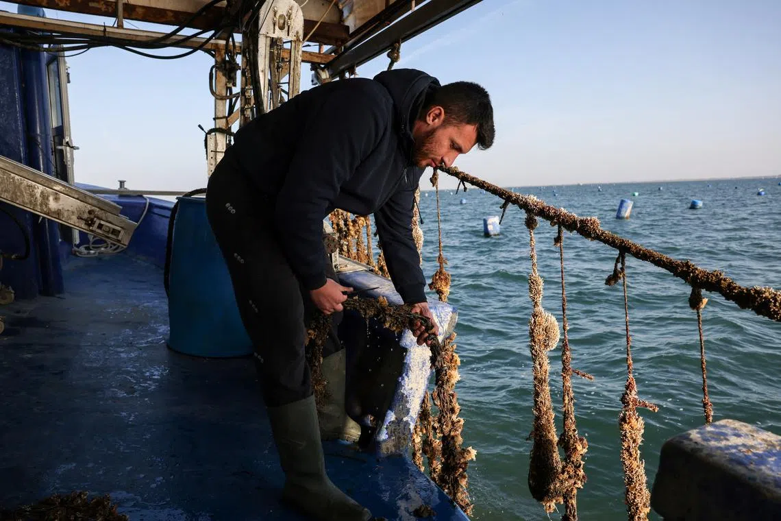 ‘We’re afraid’, ‘close to collapse’: Greece’s mussel harvest wiped out ...
