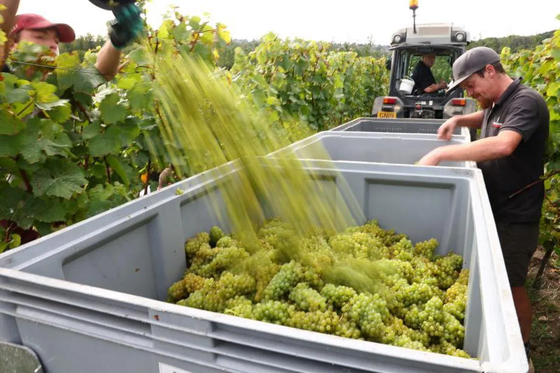 English sparkling wine gets extra fizz from sustainability | The ...