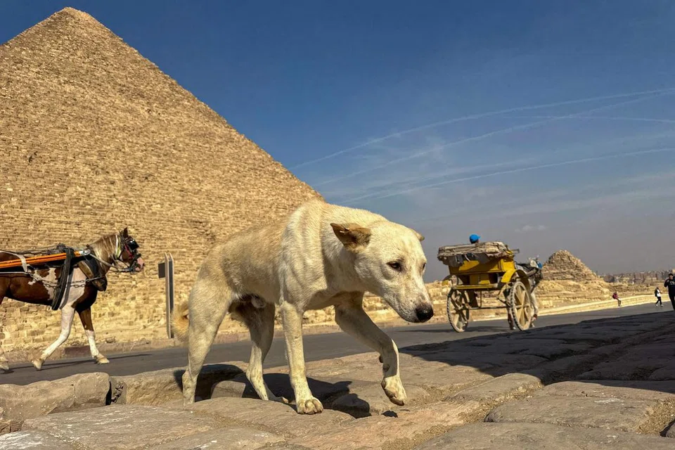 Stray dogs in Giza become tourist draw after ‘pyramid puppy’ sensation ...