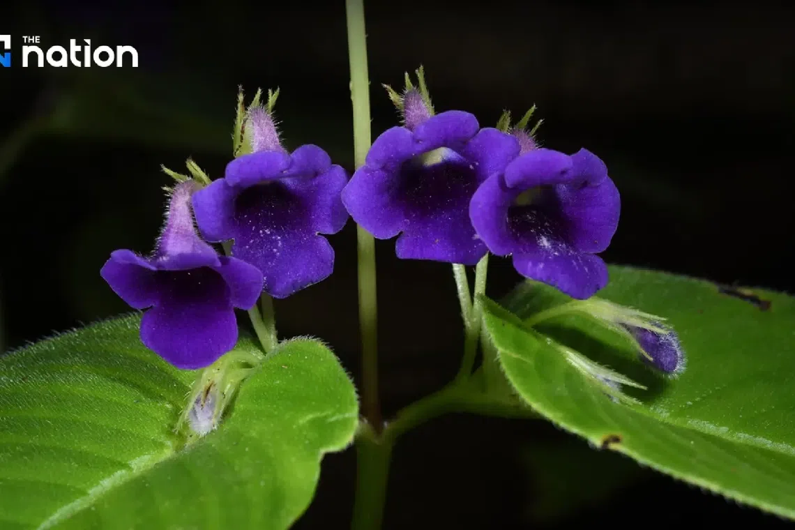 Monkey-faced flower among 4 new plant species discovered in Thailand ...