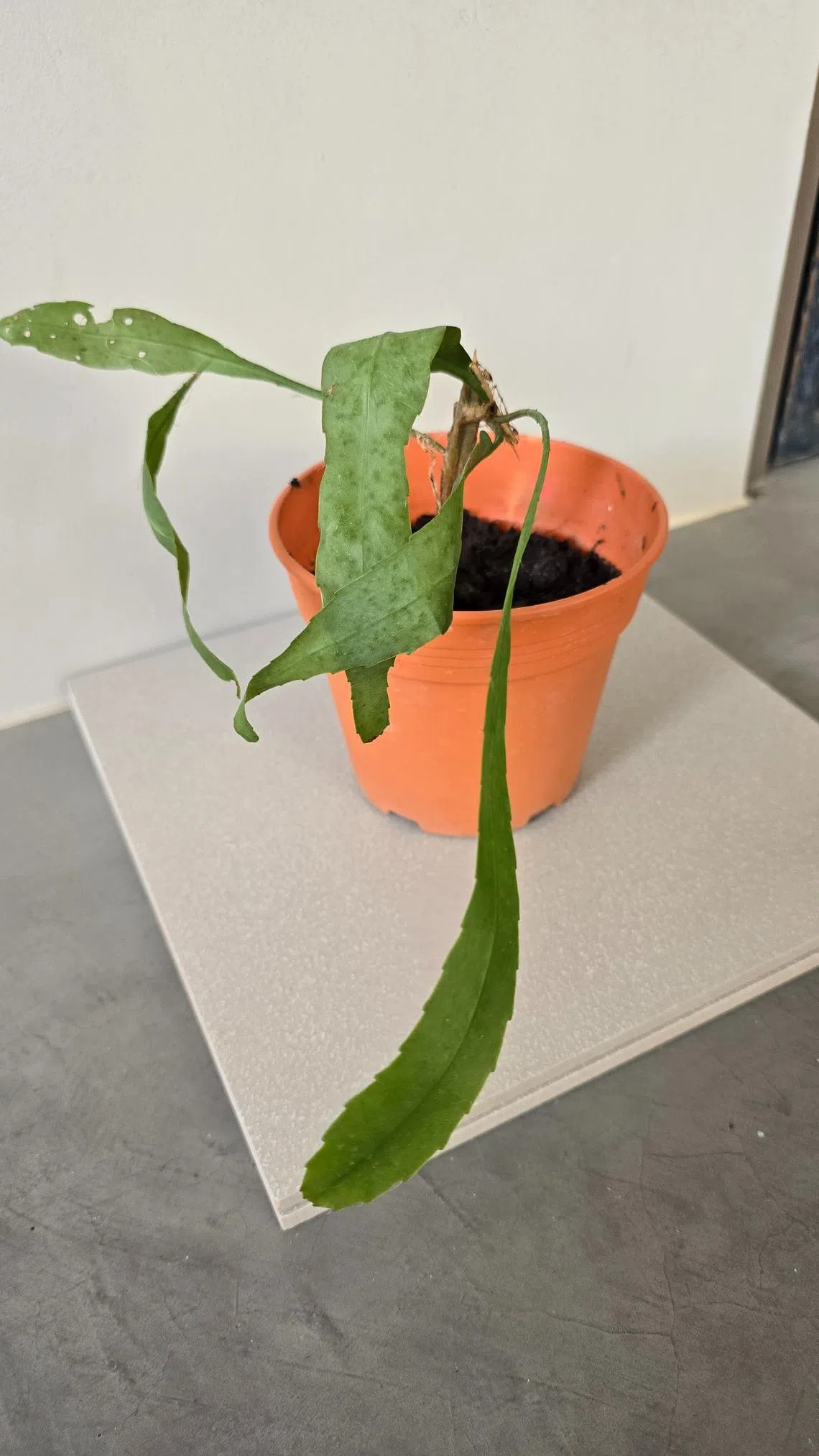 Root Awakening: Purple Millettia can grow into a large tree | The ...