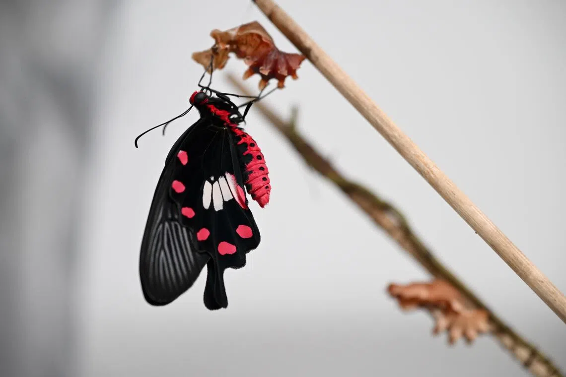 How a secret garden became an urban sanctuary for Singapore’s national ...