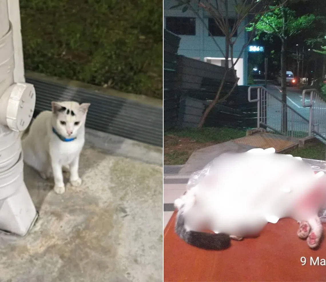 Latest Singapore News & Headlines, Top Stories Today - The Straits Times