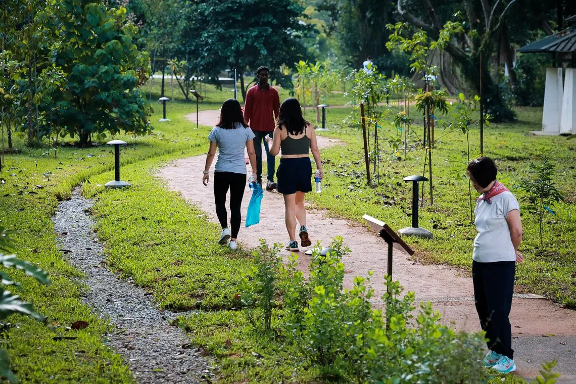 New trail passing through part of restored coastal forest opens in ...