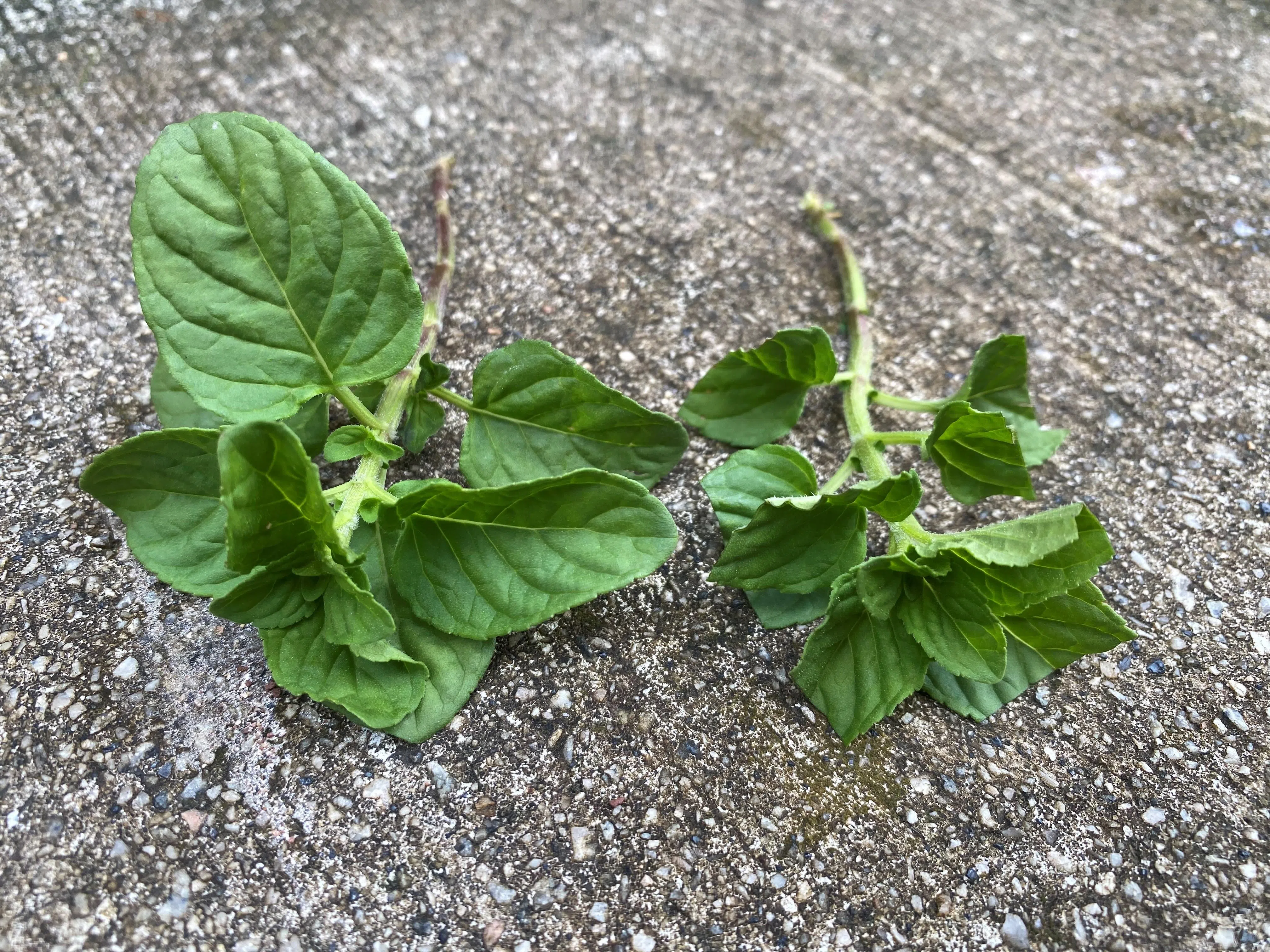 Start your stem-cuttings strong for the new year | The Straits Times