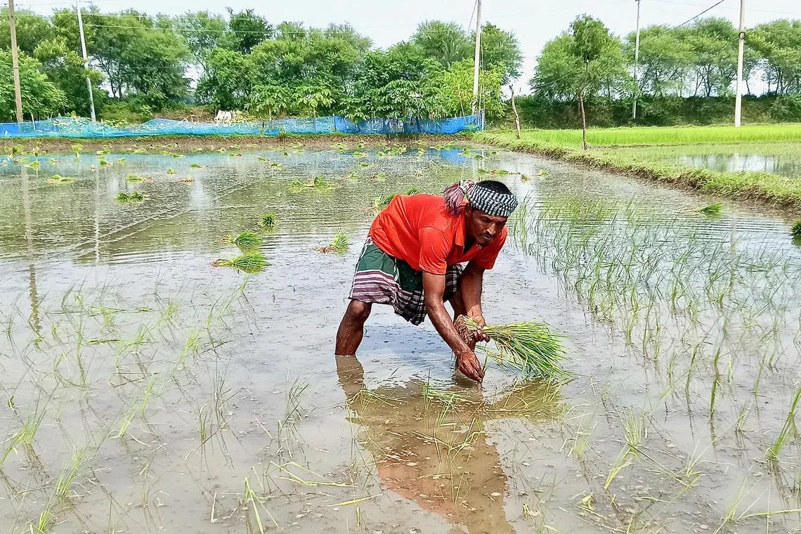Bangladesh: Tale of heart-wrenching struggles - and resilience | The ...