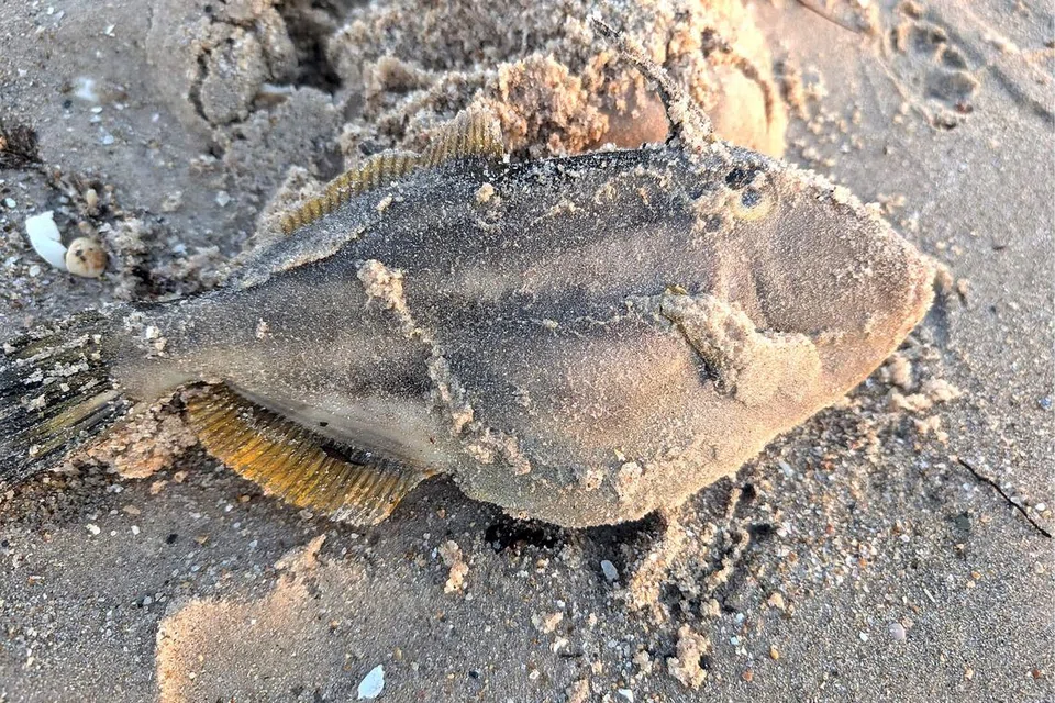 Toxic algae killing over 200 species of marine life off Australian ...