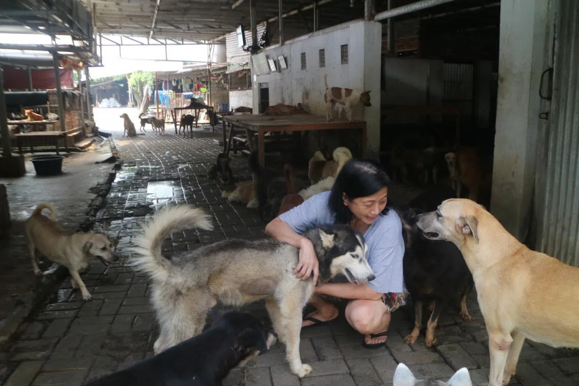 Boar escape sparks scrutiny of crowded South Jakarta animal shelter ...