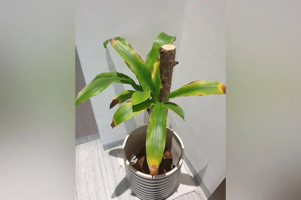 Root Awakening: Give Dracaena water without fluoride | The Straits Times
