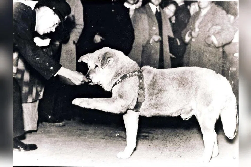Photos of Japan’s ever-faithful dog Hachiko found following his 100th ...