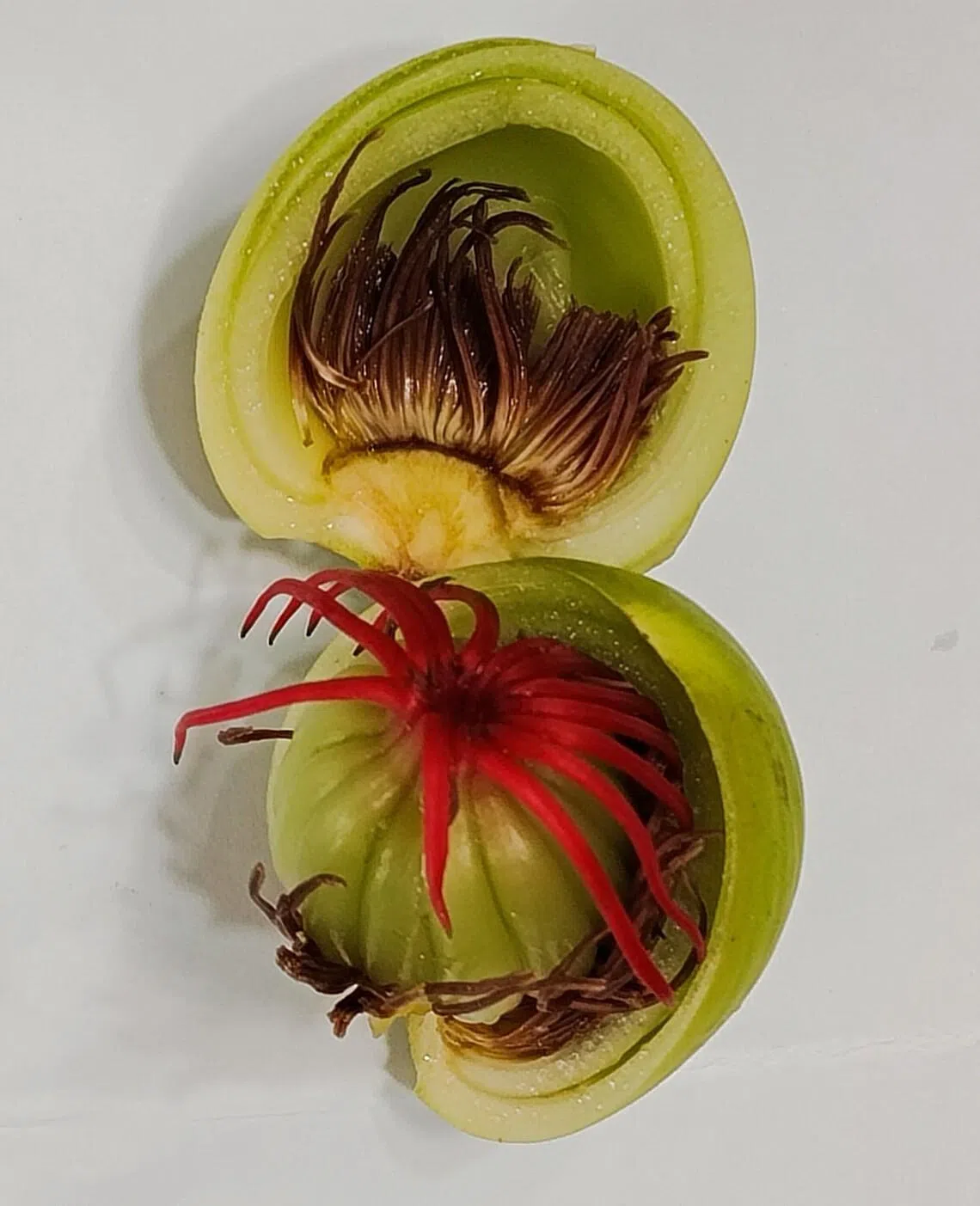 Spiked Pepper is a weed | The Straits Times