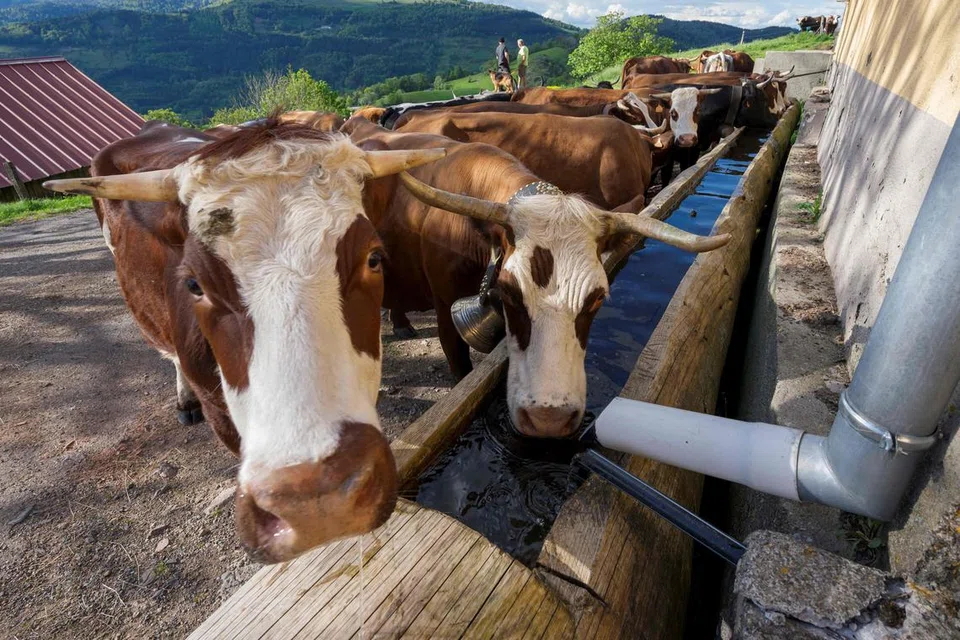 New Zealand scraps plan to tax livestock burps, farts | The Straits Times