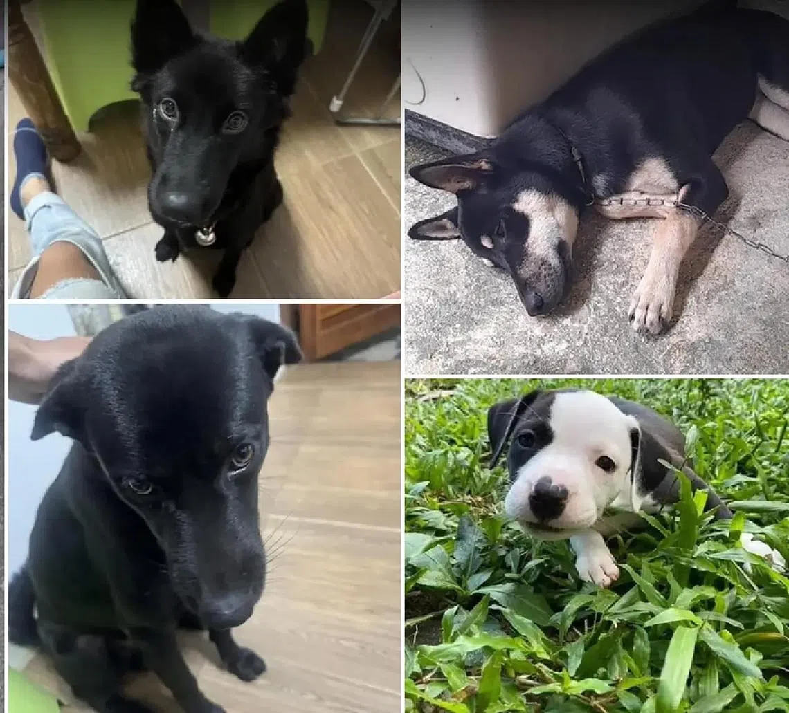 Outcry in Thailand over case of man who adopted dogs and subsequently ...