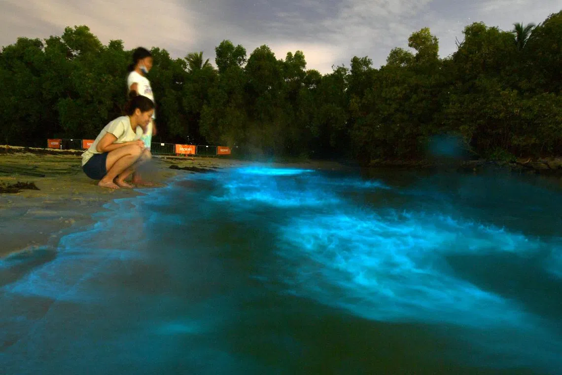 Blue glow returns to S’pore waters, but frequent appearance a concern ...