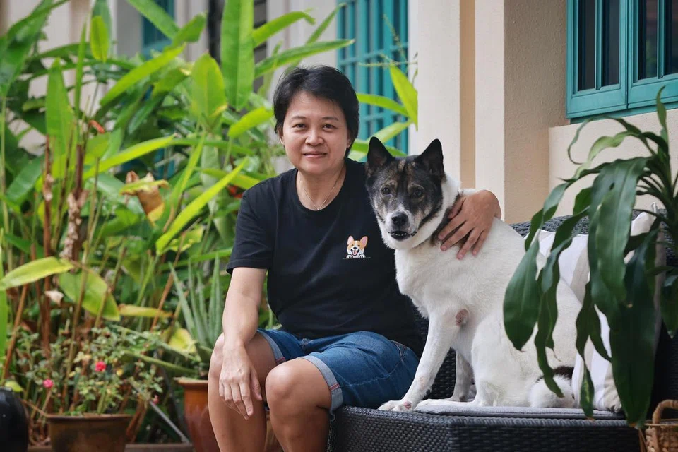 From strays to pets: Giving rehabilitated animals forever homes | The ...