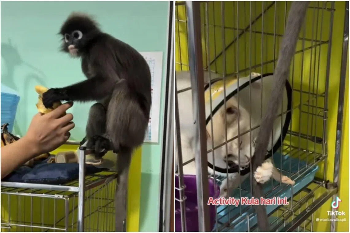 Drenched, injured monkey’s highway rescue in Malaysia goes viral | The ...