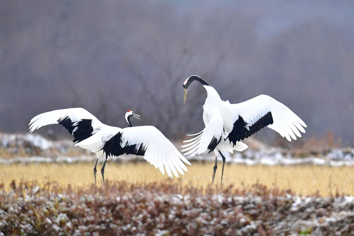 Off-limits to humans for 70 years, S. Korea’s border zone becomes ...