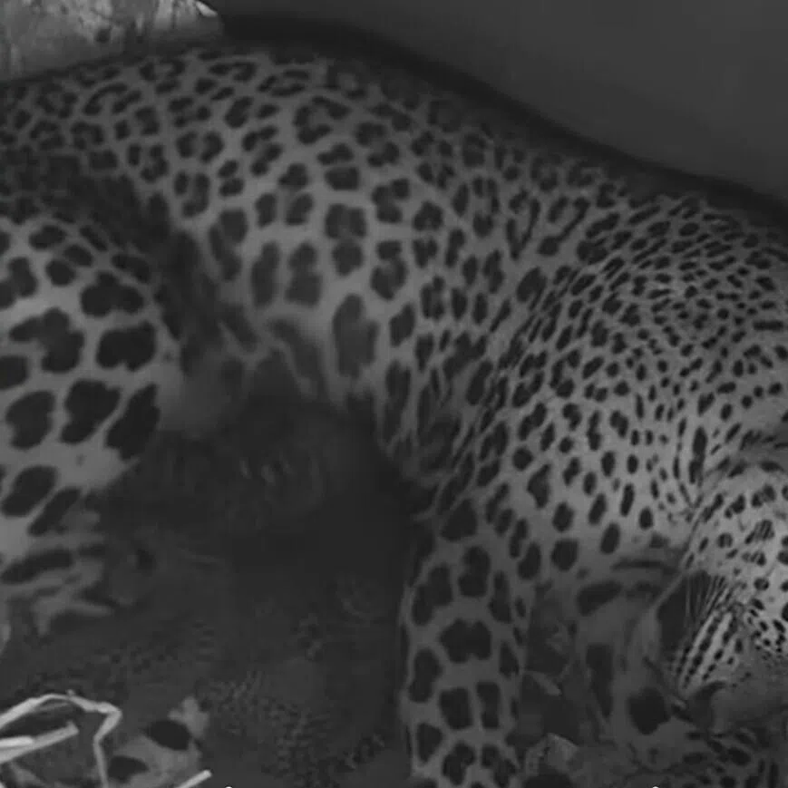 Rare Sri Lankan leopard cubs born in Singapore - Gold FM News ...