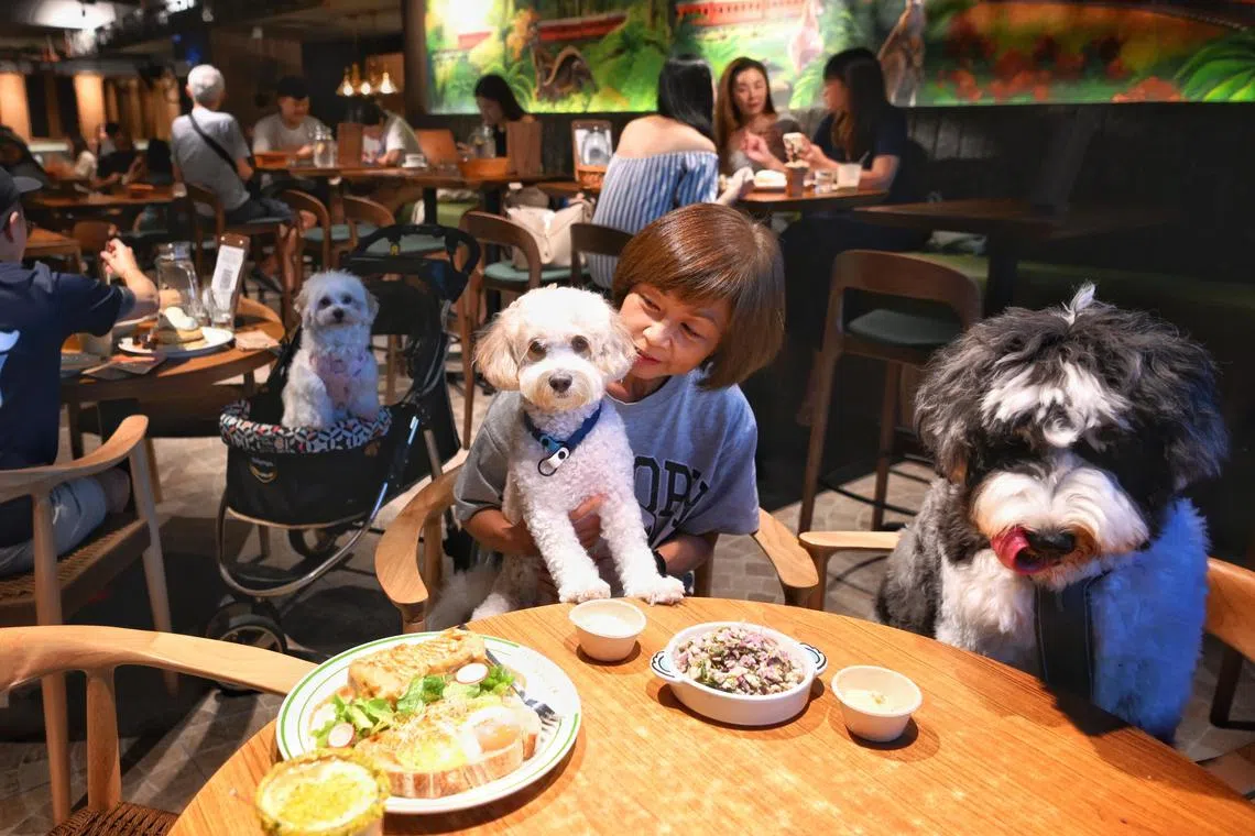 Feasting with fur kids: New pet-friendly cafes spring up around ...