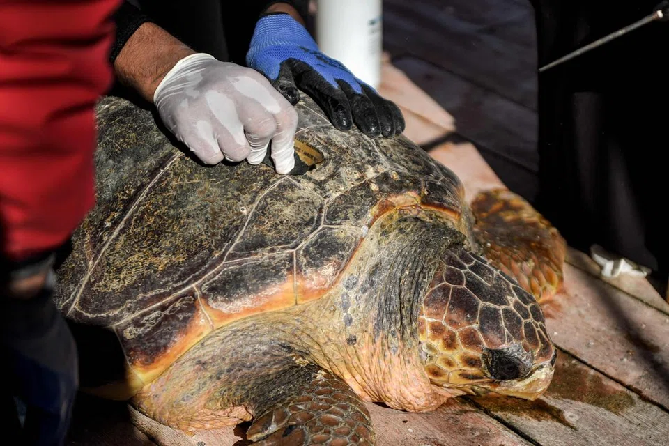 Tunisian rehab barge offers hope for vulnerable sea turtles | The Straits Times