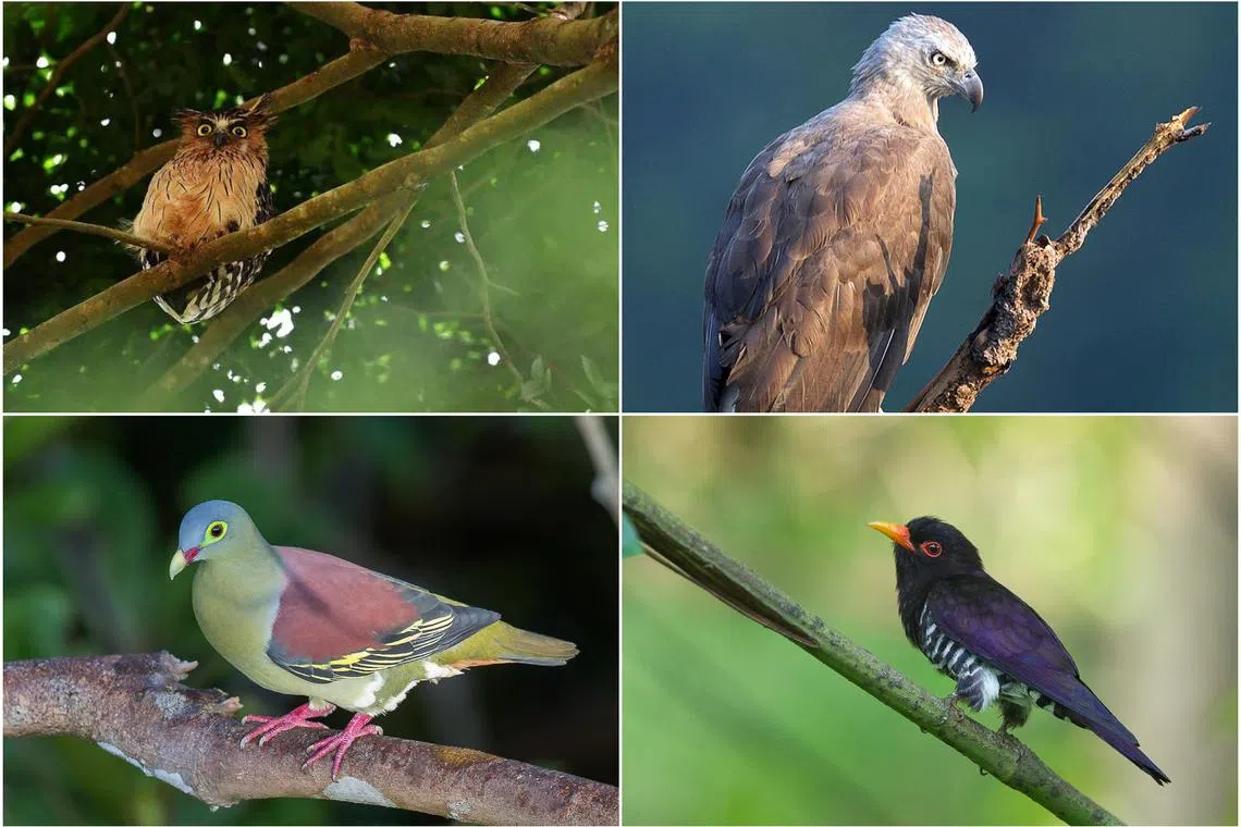 Fantastic comeback birds and where to find them in Singapore | The ...