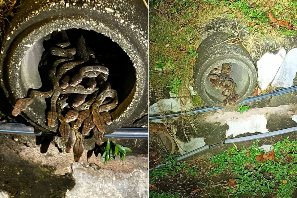 29 baby pythons captured near restaurant in Malaysia | The Straits Times