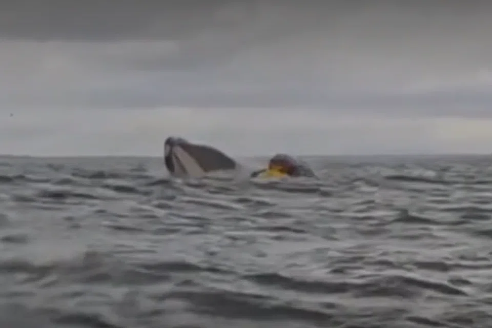 ‘Thought he’d swallowed me!’: Whale gulps kayaker in Chile, spits him ...