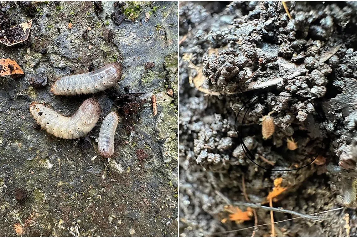 Spiked Pepper is a weed | The Straits Times