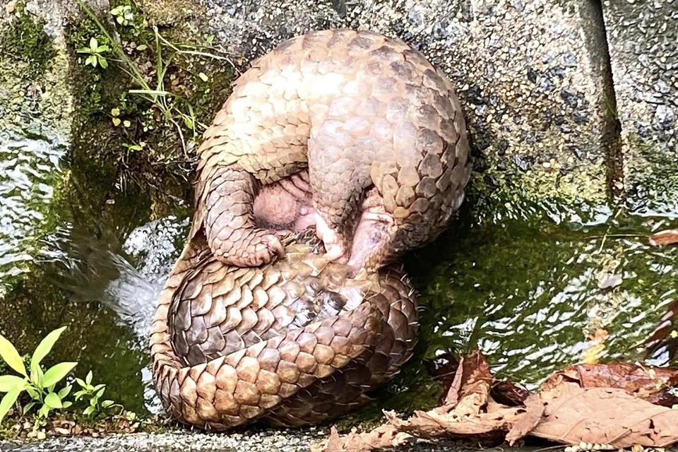 S’pore researchers document rare sight of two pangolins fighting, which ...
